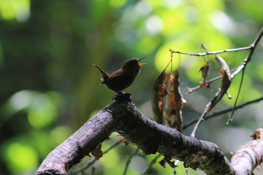 The Wonders of Wrens – Norfolk Naturalist