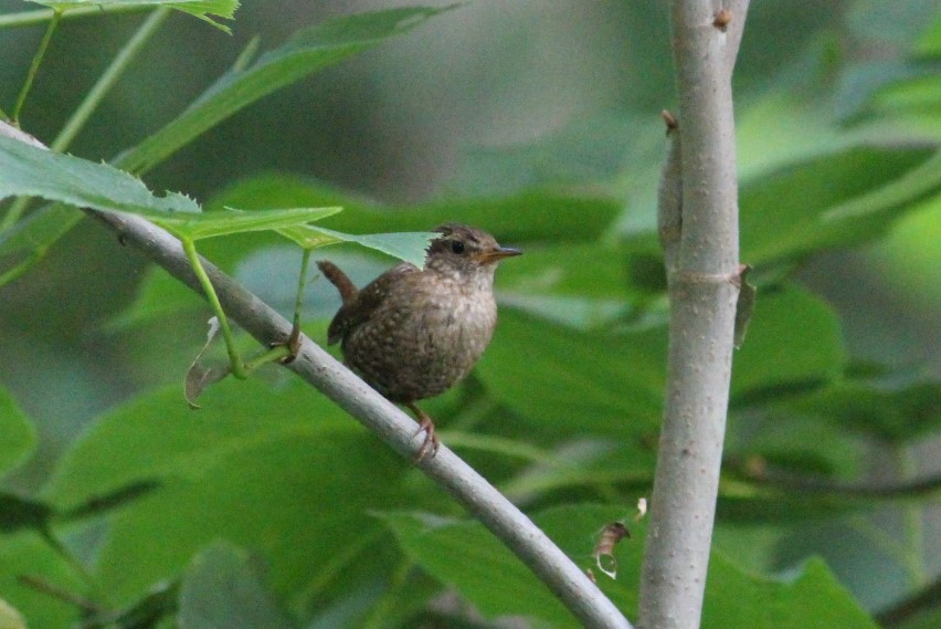 The Wonders of Wrens – Norfolk Naturalist