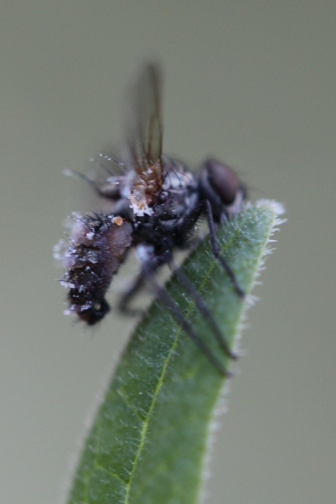 Flies Falling to Fungi and Other Dipteran Observations – Norfolk Naturalist