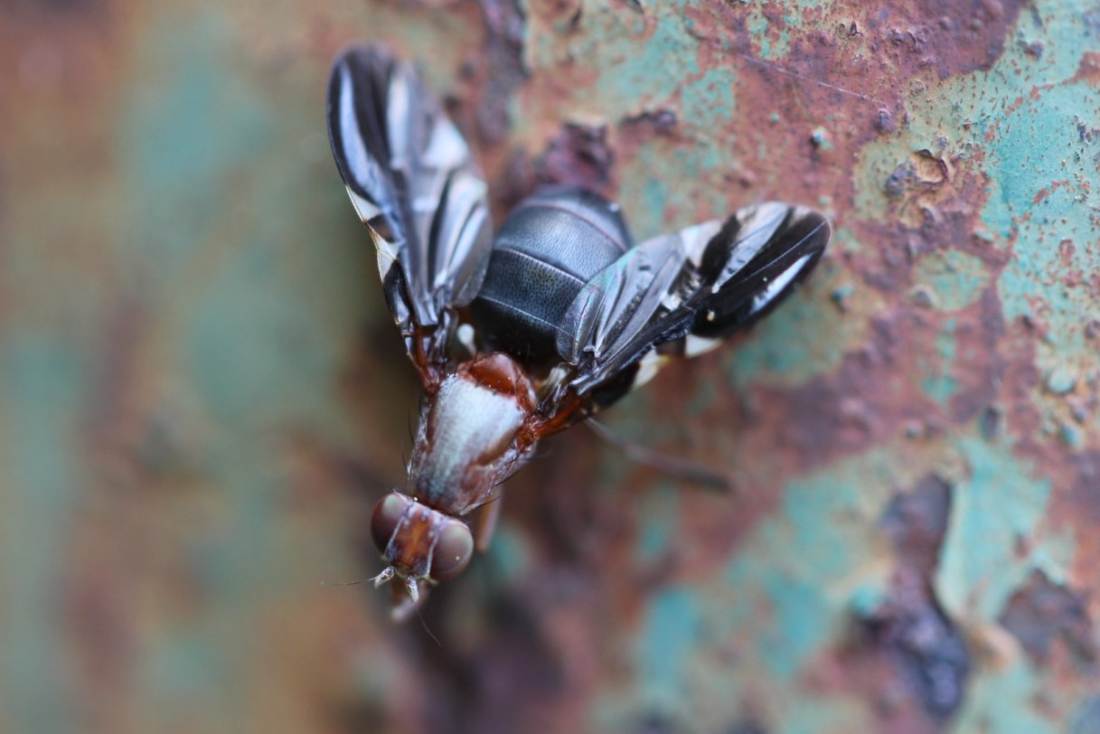 Flies Falling to Fungi and Other Dipteran Observations – Norfolk Naturalist