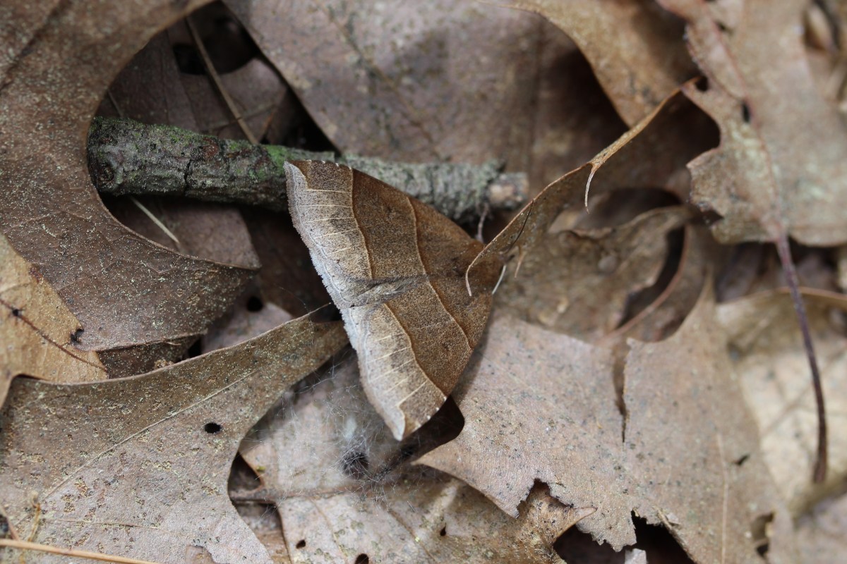 8. Maple Looper Moth (Parallelia bistriaris) – Norfolk Naturalist