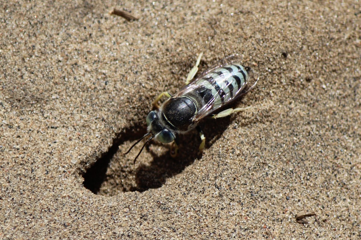 1. The Pale-Painted Sand Wasp (Bembix pallidipicta) – Norfolk Naturalist