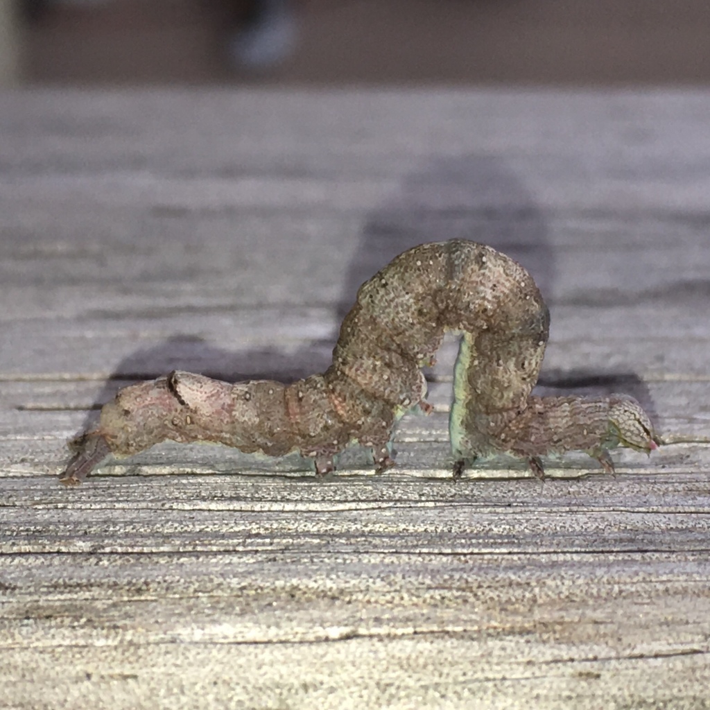 8. Maple Looper Moth (Parallelia bistriaris) – Norfolk Naturalist