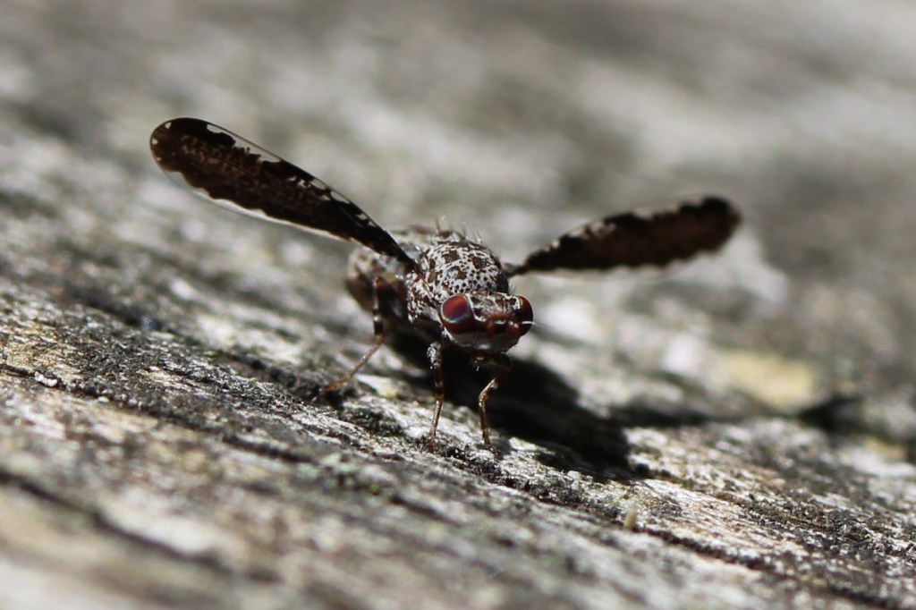 Callopistromyia, the Peacock Flies – Norfolk Naturalist